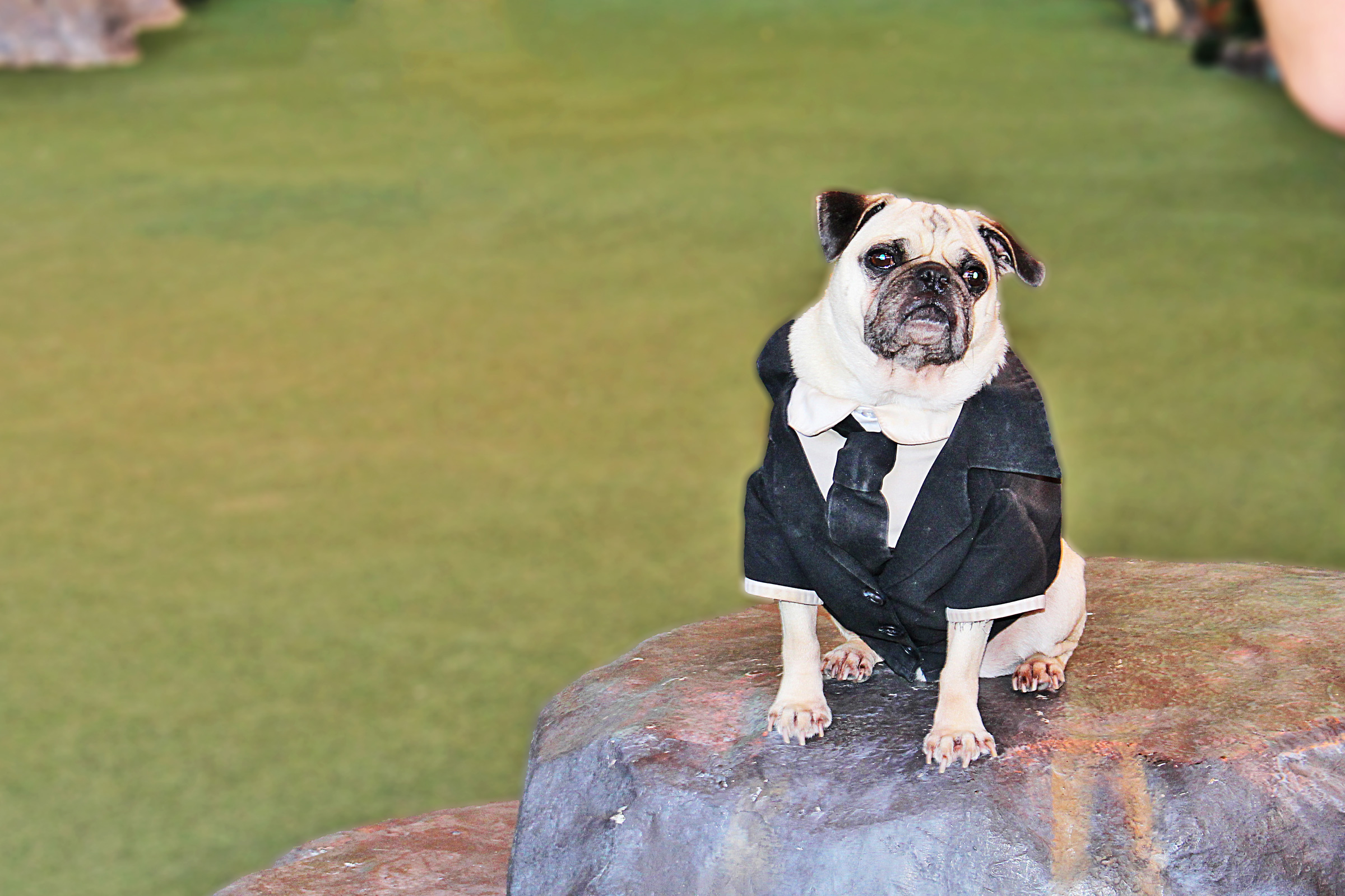 Animal Actors On Location! at Universal Orlando | Attraction Insight