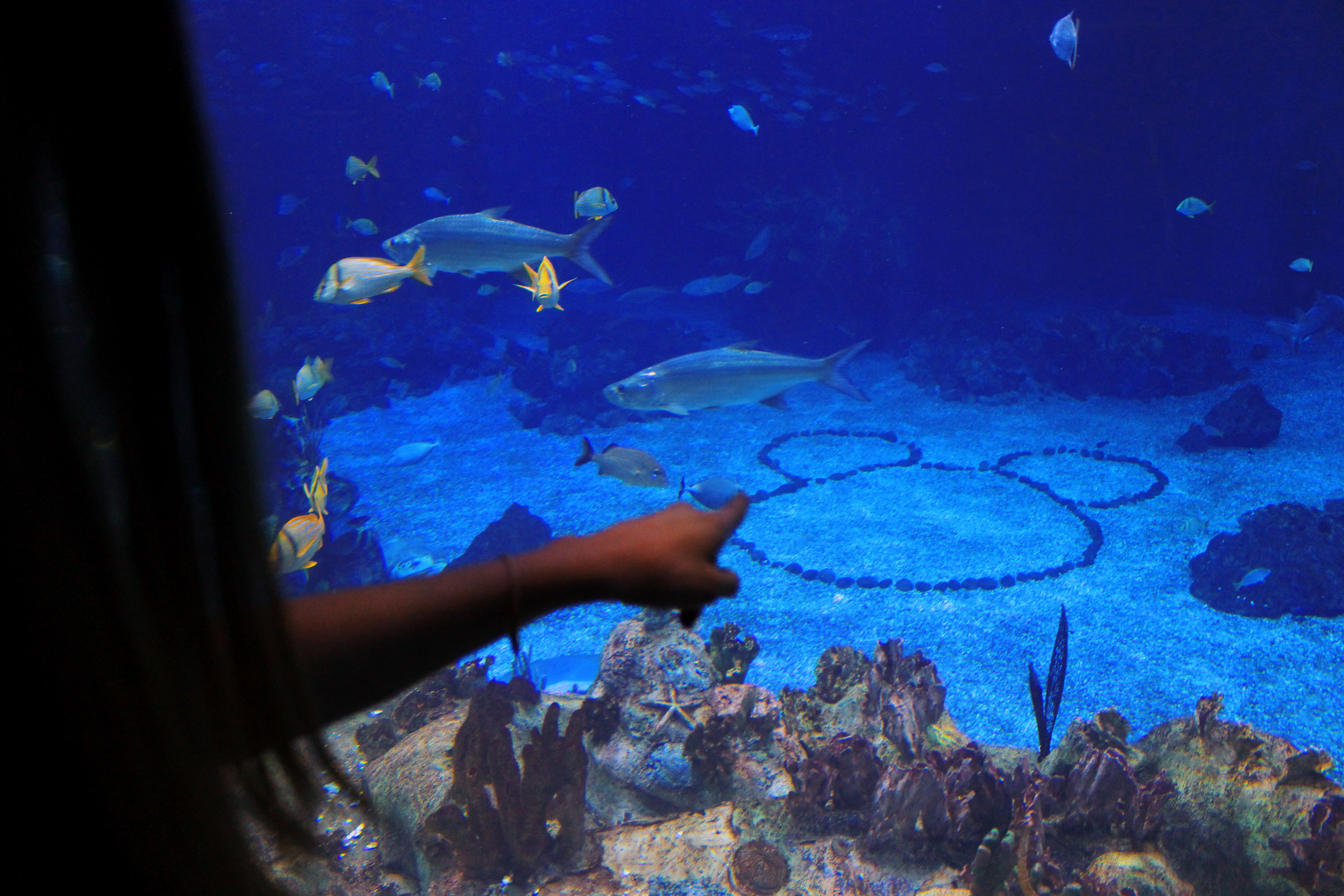 SeaBase at Walt Disney World | Attraction Insight